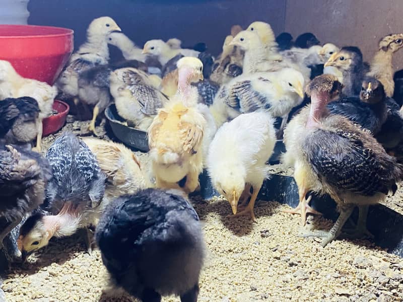 Golden Misri|Desi| Chicks| Egg laying Hen Chuzay PATHI|Lohman Fayomi ...