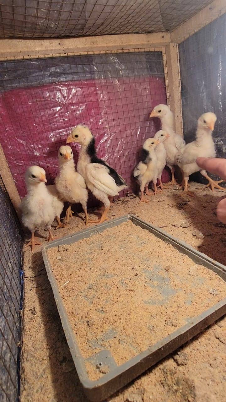 Aseel Shamo | coco shamo | oh Shamo | king size shamo | shamo chicks ...