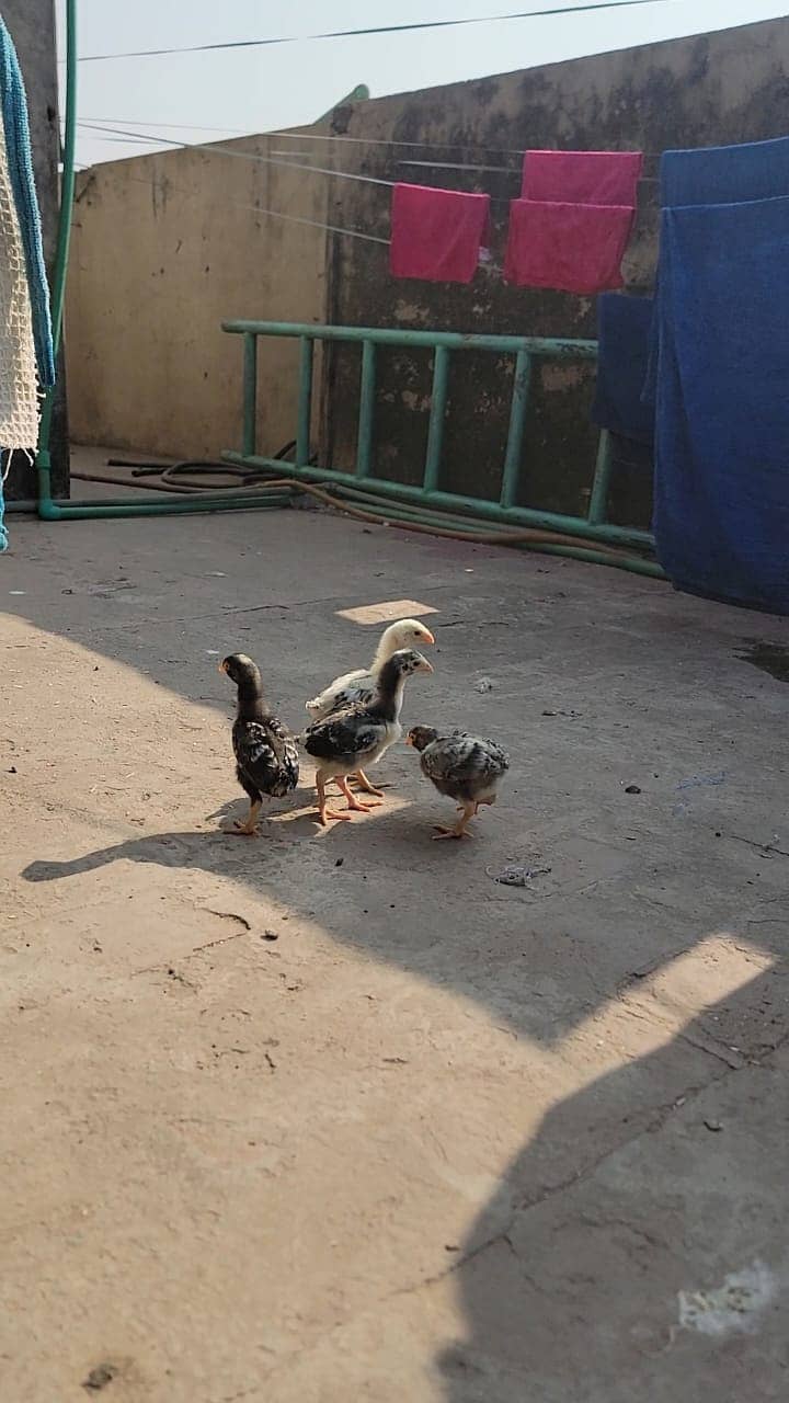Aseel Shamo | coco shamo | oh Shamo | king size shamo | shamo chicks ...