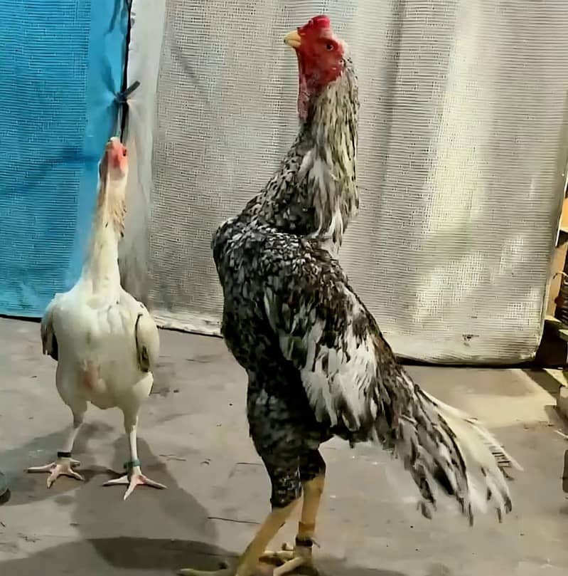 Aseel Shamo | coco shamo | oh Shamo | king size shamo | shamo chicks ...