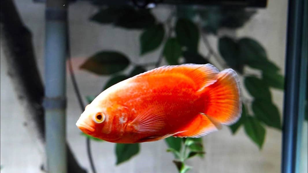 Green terror super bright, Angel, platinium bicher , golden arowana ...