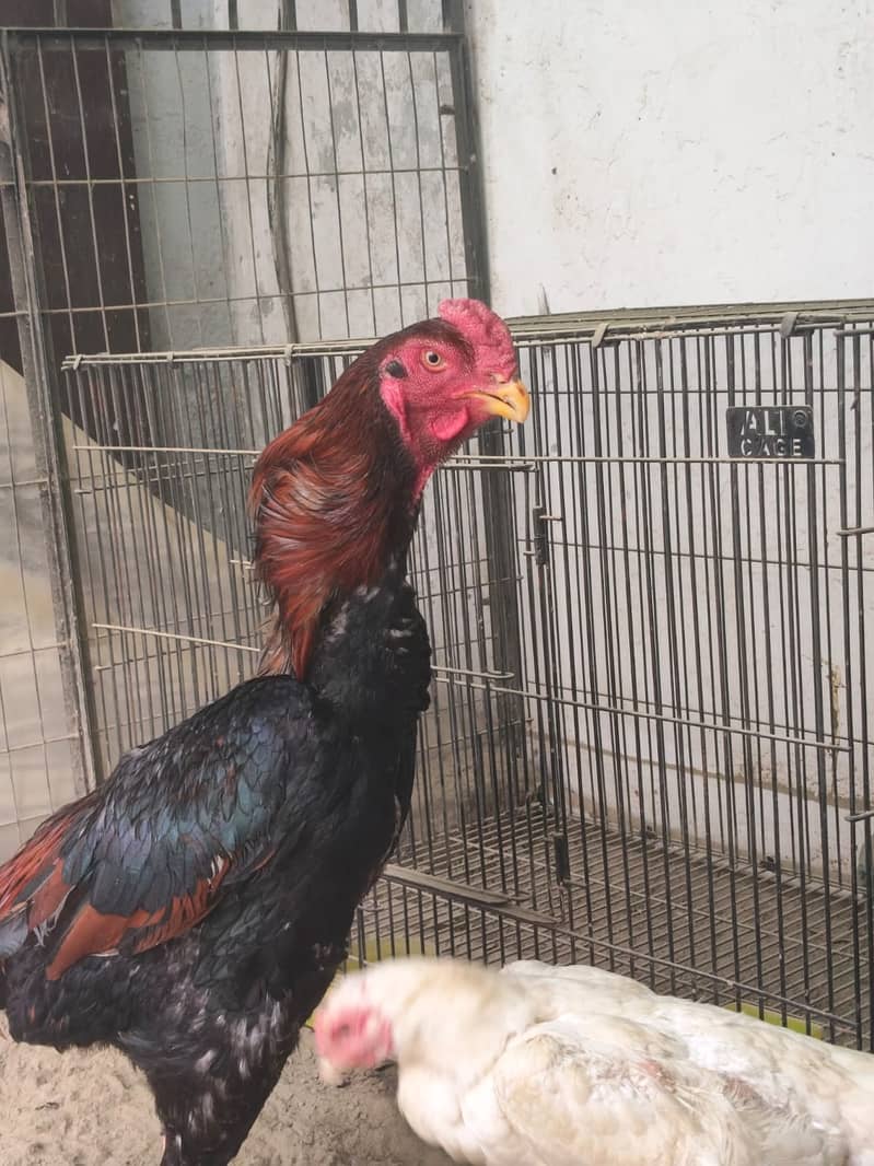 Shamo | Aseel Shamo | White Shamo | O Shamo | KIng Shamo | Shamo chick ...