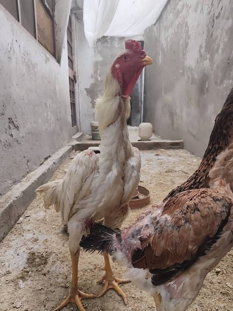 Shamo | Aseel Shamo | White Shamo | O Shamo | KIng Shamo | Shamo chick ...