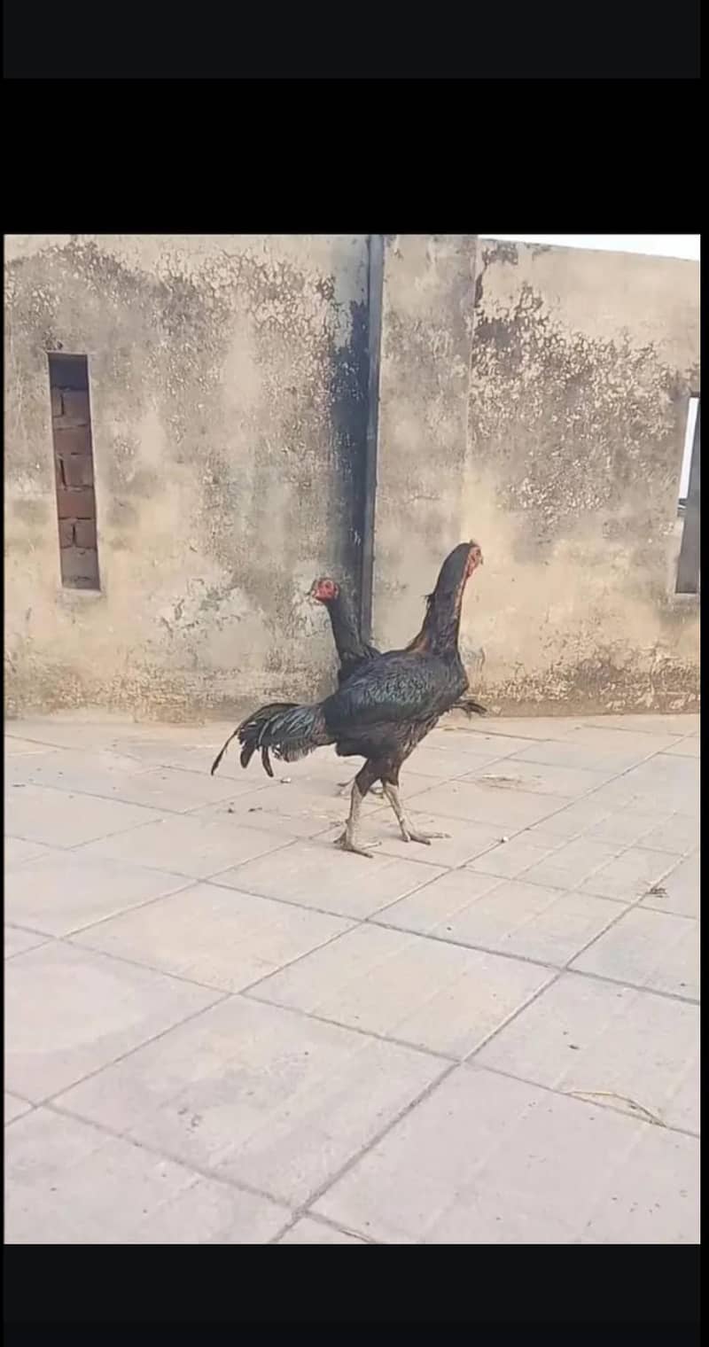 Thai Dragon Murga - Hens - 1111554069