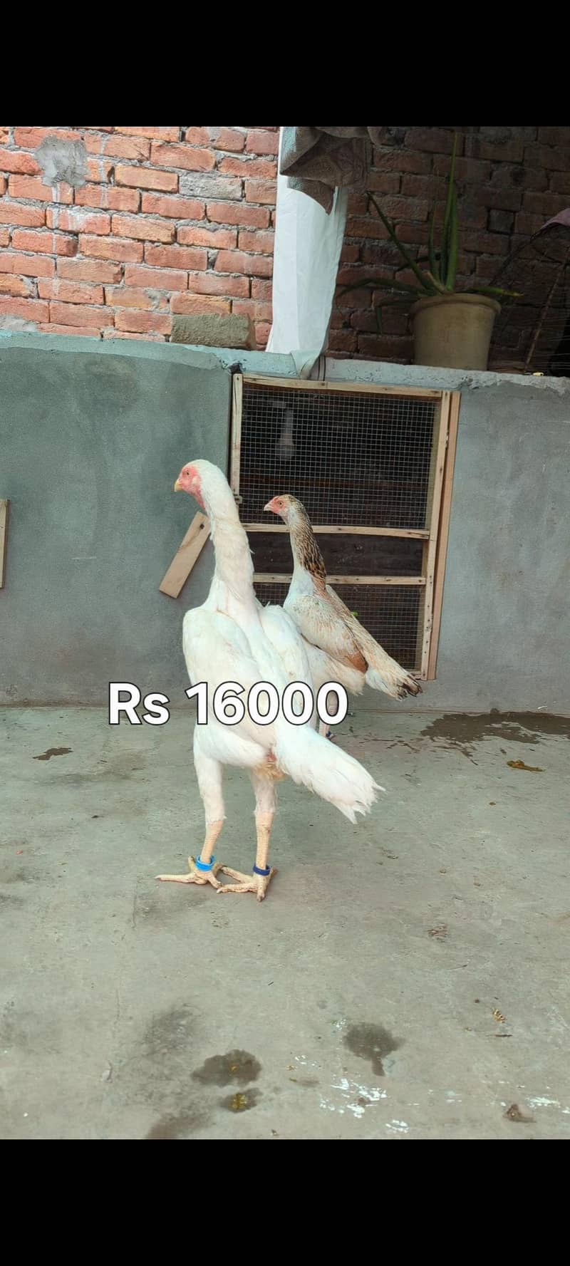 Aseel Shamo | coco shamo | oh Shamo | king size shamo | shamo chicks ...