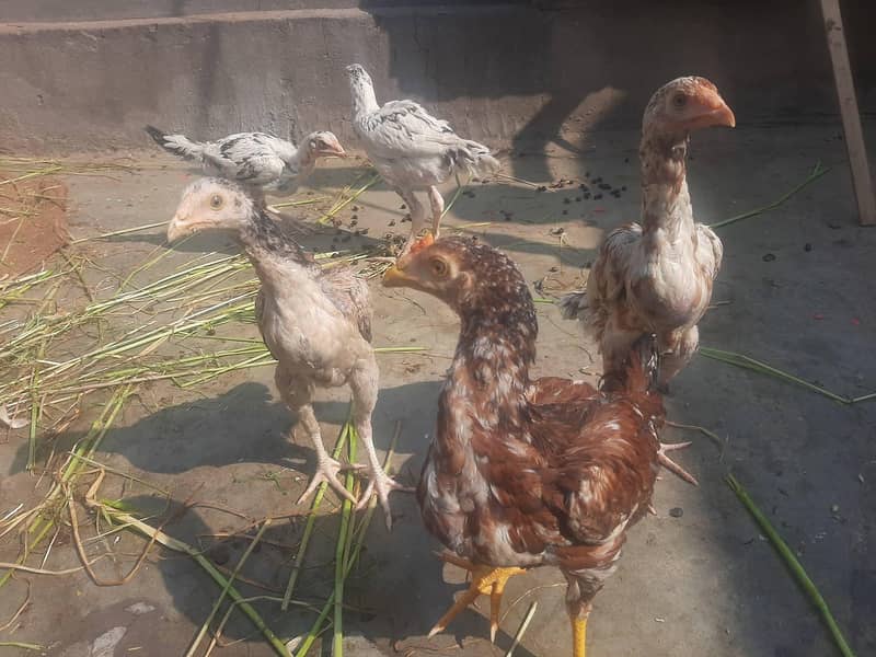 5 Aseel Cheenay Choozay - Hens - 1111661408