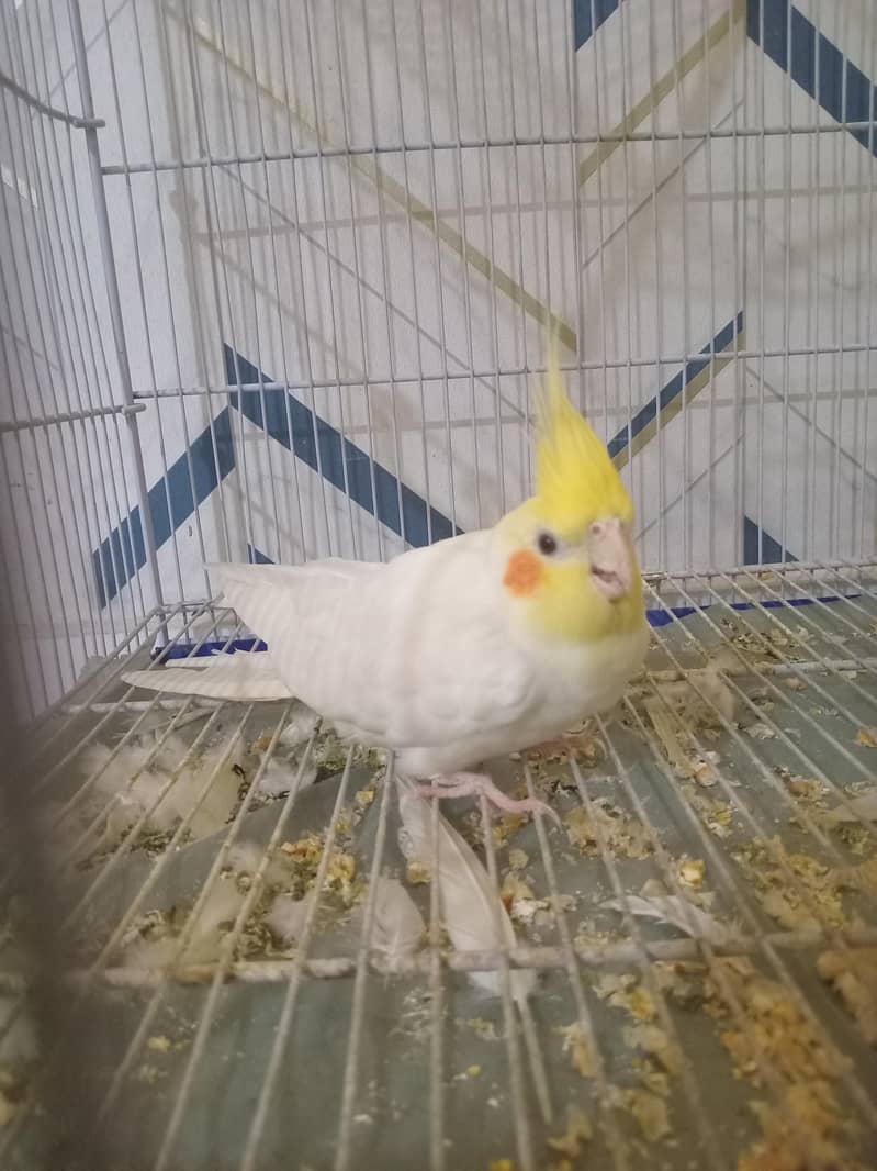 cocktails parrot - Parrots - 1111780178