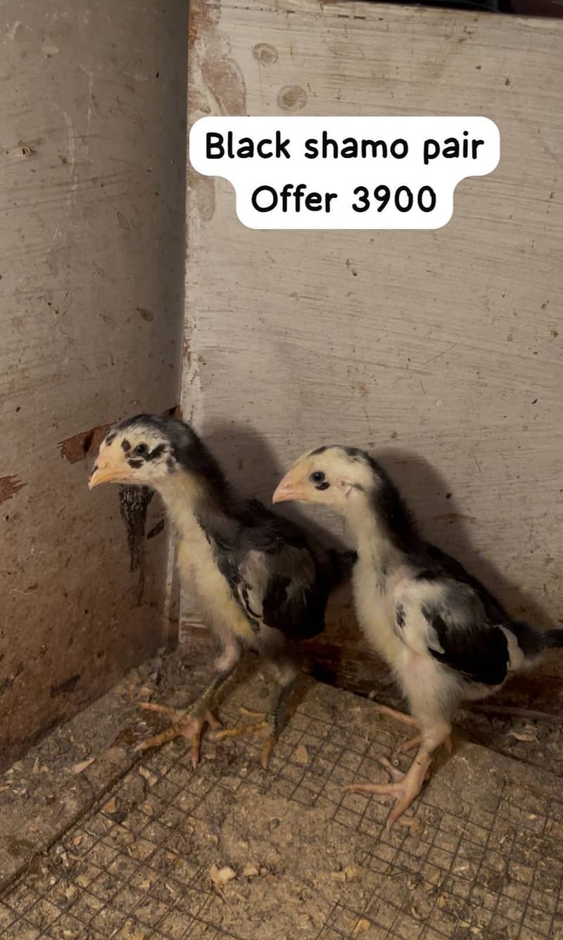 O Shamo Chicks | White | Black | Lakha | Male | Female | Shamo - Hens ...