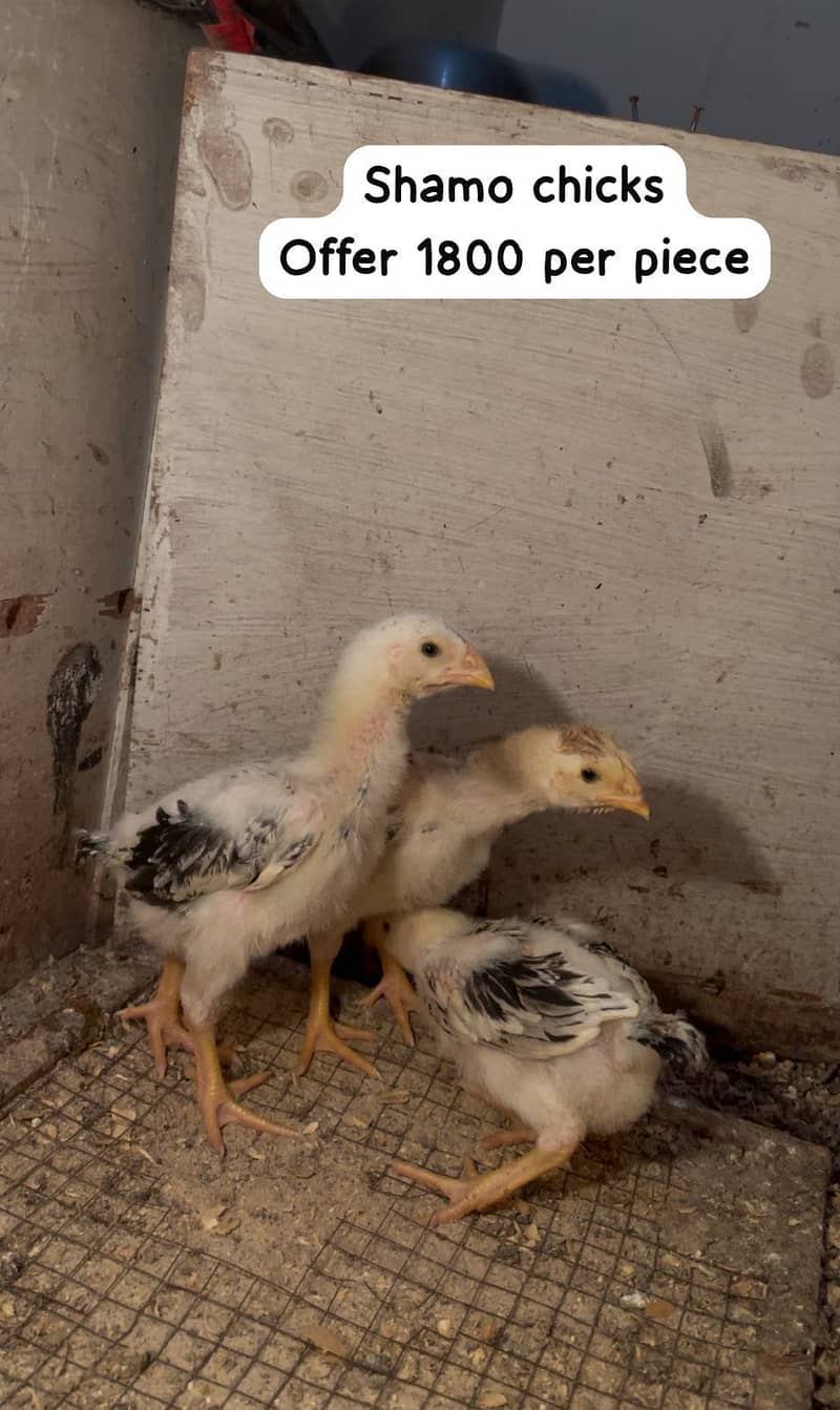 O Shamo Chicks | White | Black | Lakha | Male | Female | Shamo - Hens ...