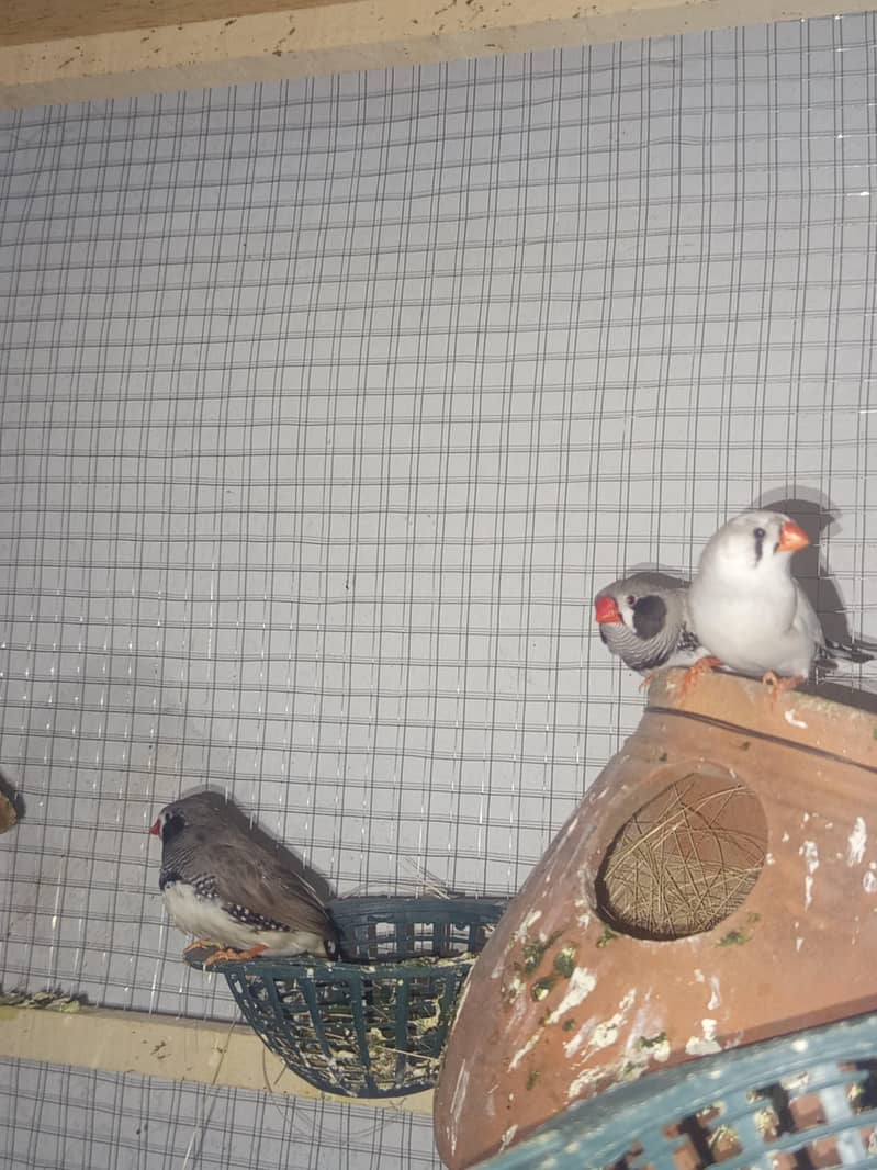 Exi undersize black cheek finches pied dove breeder full wash - Finches ...
