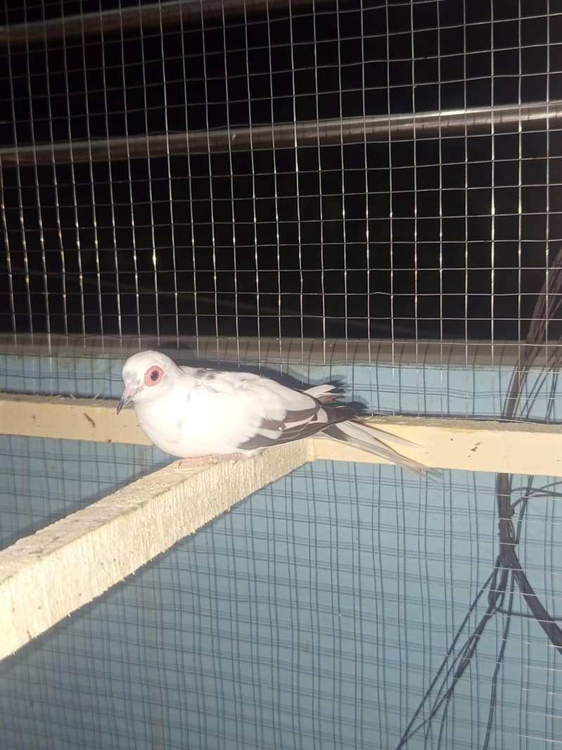 Exi undersize black cheek finches pied dove breeder full wash - Finches ...