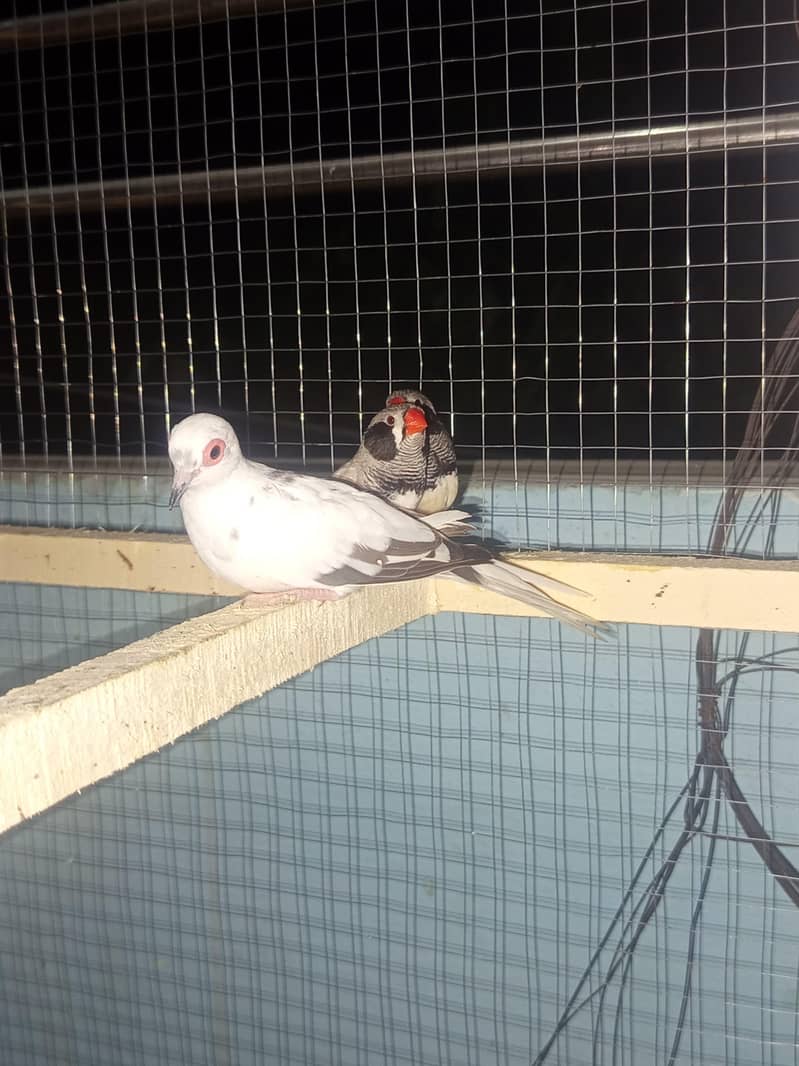 Exi undersize black cheek finches pied dove breeder full wash - Finches ...