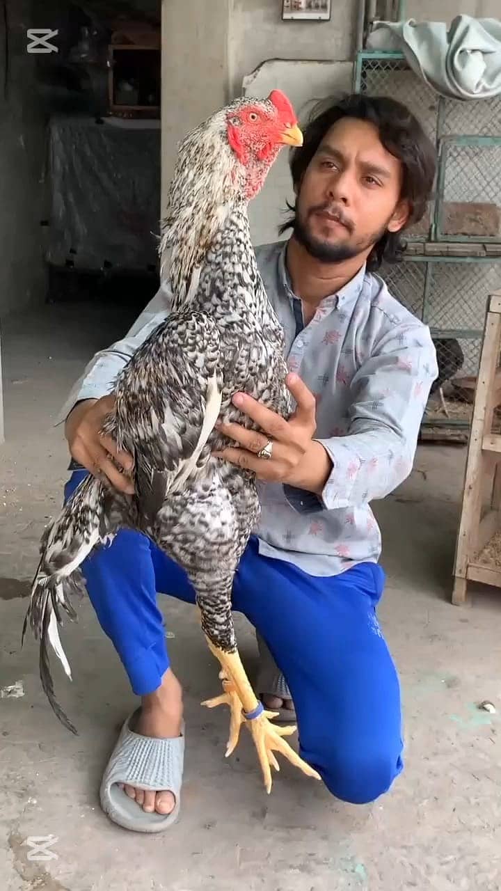Aseel Shamo | coco shamo | oh Shamo | king size shamo | shamo chicks ...