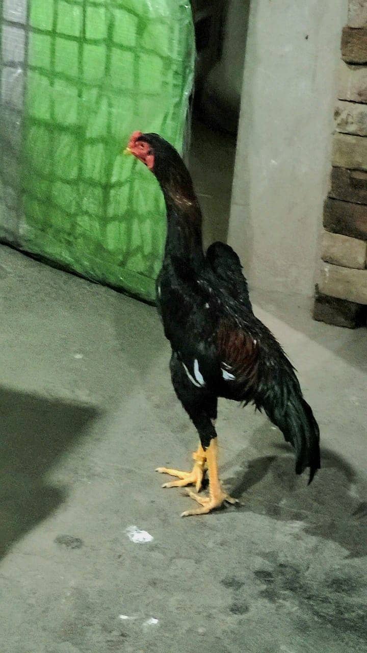 Aseel Shamo | coco shamo | oh Shamo | king size shamo | shamo chicks ...