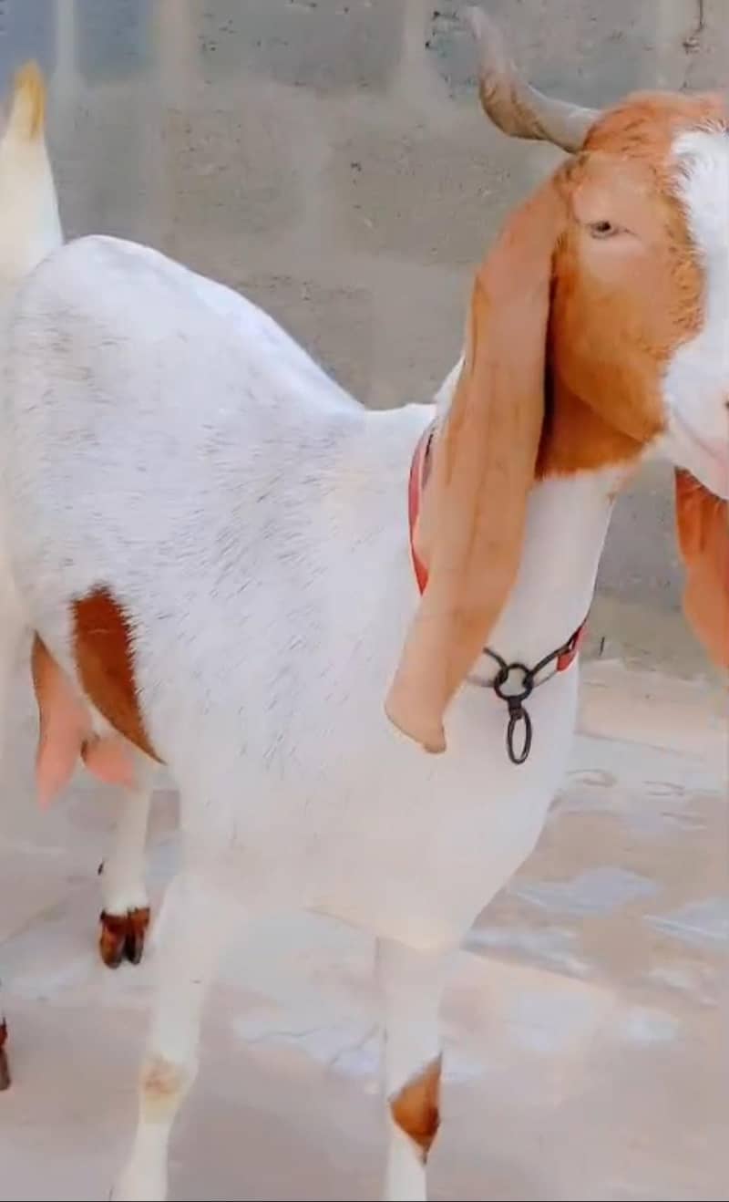 golabi nasal - Goats - 1111804351