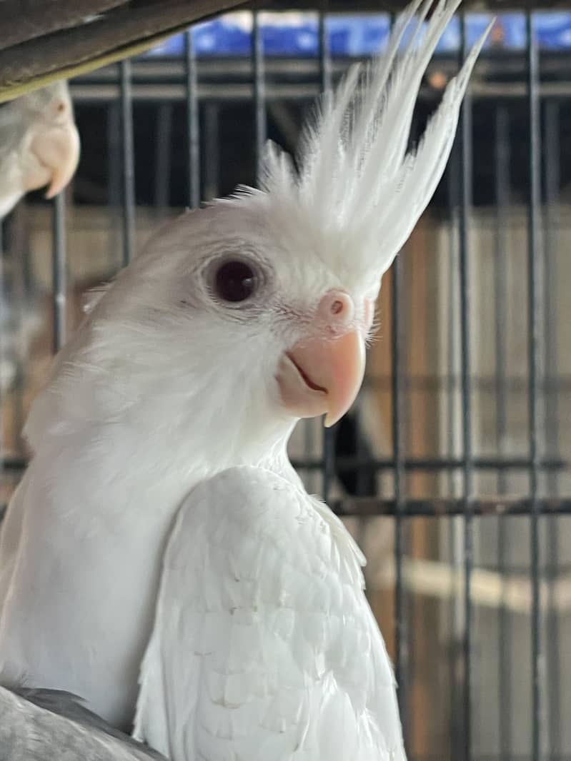Eno Cockatiel Red eye 4 months old - Parrots - 1112051582