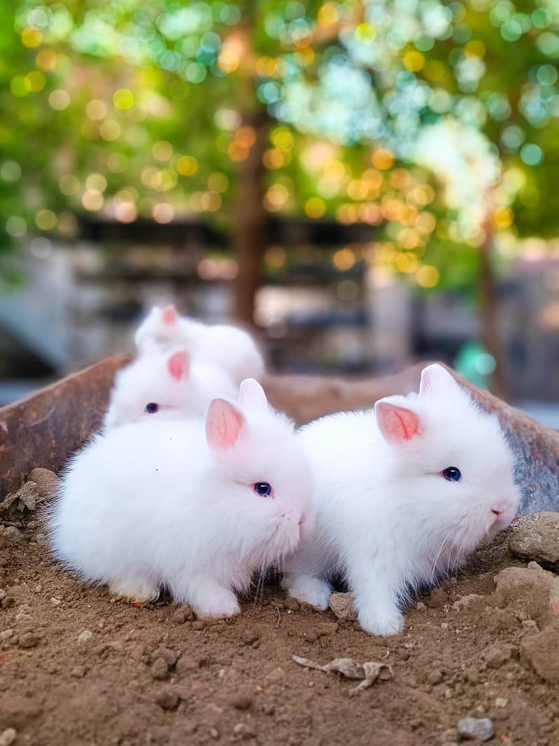 Blue Eyes Lion-head Rabbits - Rabbits - 1112307329