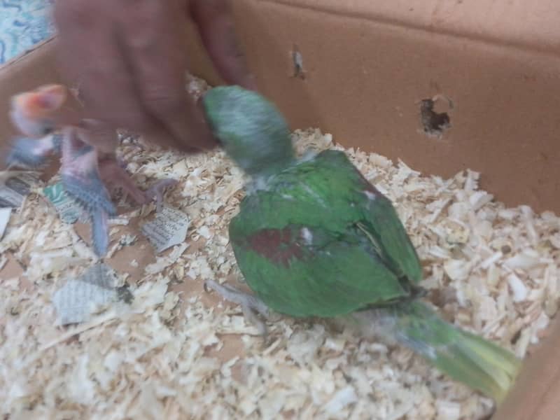 Pahari parrot 2 months babies - Parrots - 1112462644