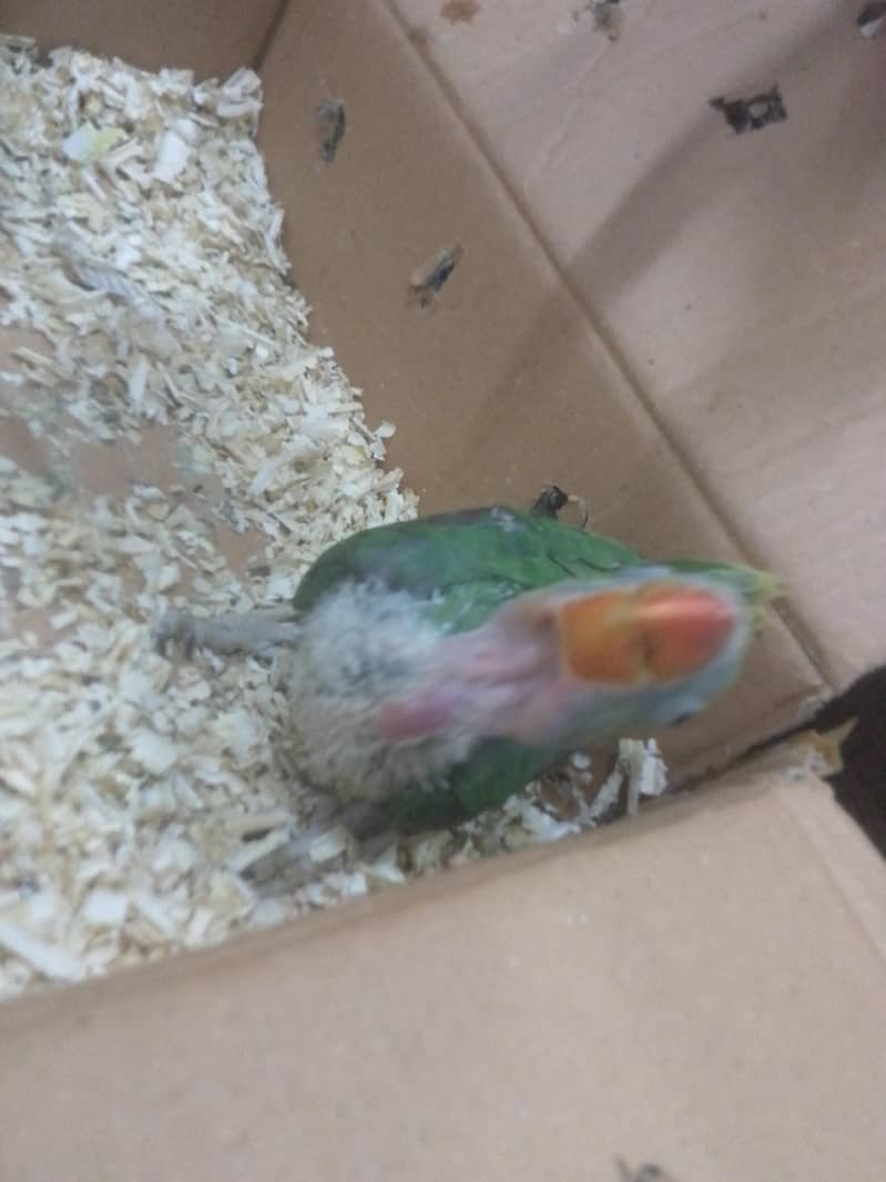 Pahari parrot 2 months babies - Parrots - 1112462644