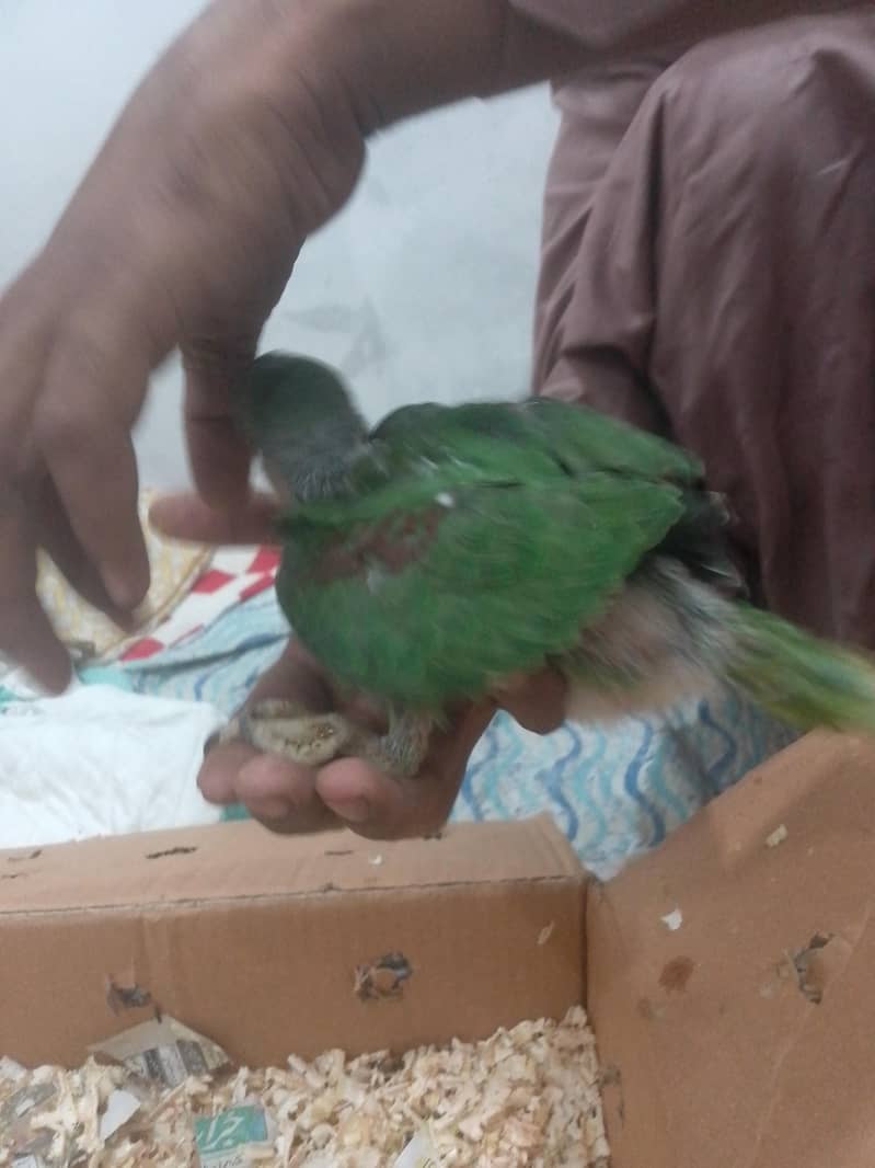 Pahari parrot 2 months babies - Parrots - 1112462644