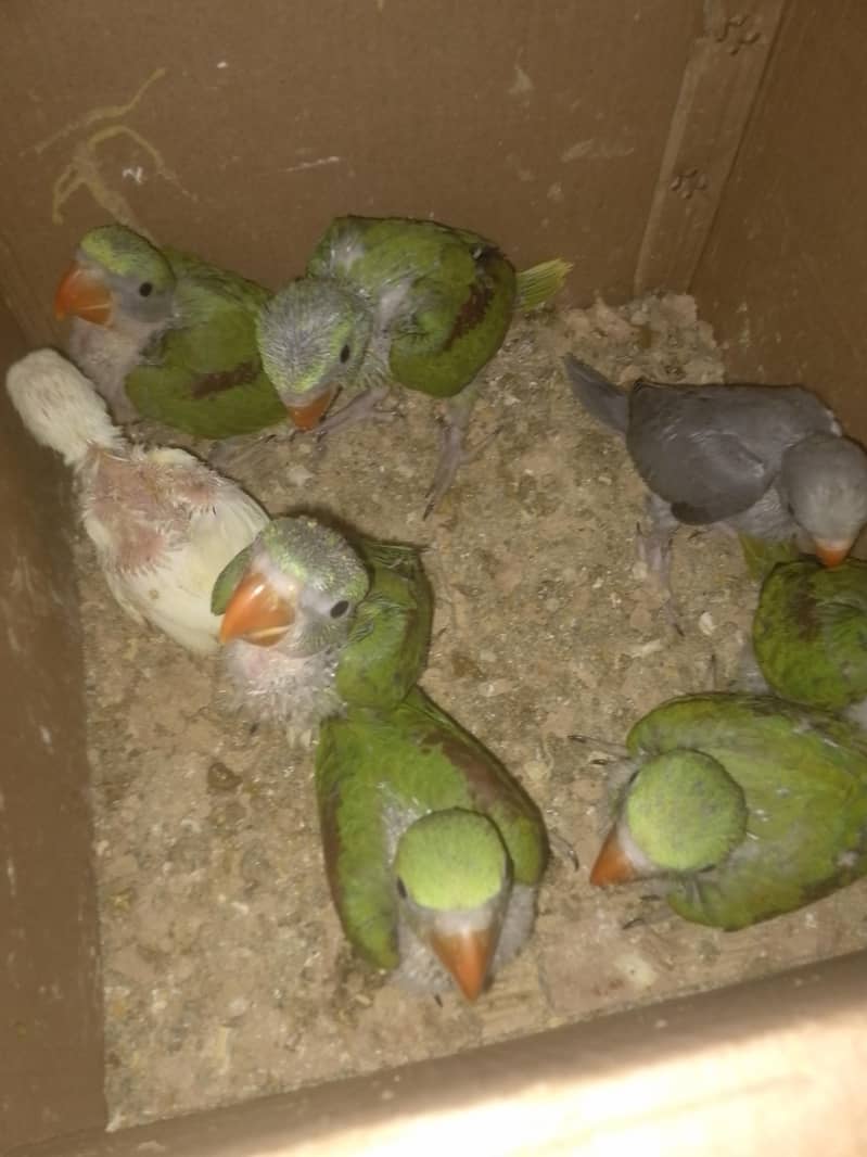 Pahari parrot 2 months babies - Parrots - 1112462644