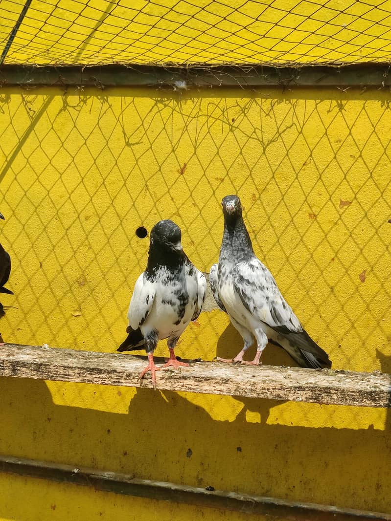 Baby pigeon for sale only 1500 pr - Pigeons - 1112483618