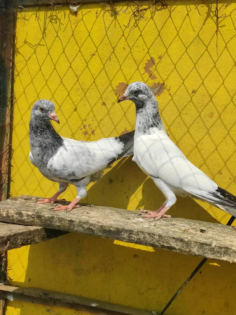 Baby pigeon for sale only 1500 pr - Pigeons - 1112483618