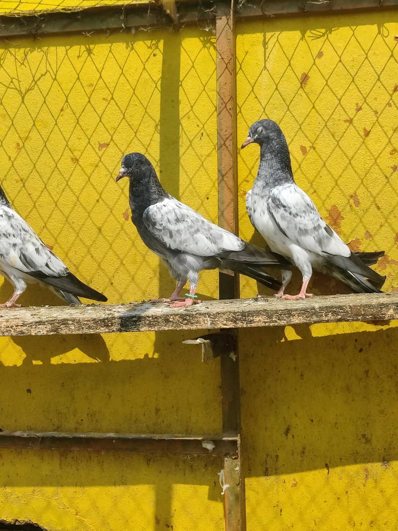 Baby pigeon for sale only 1500 pr - Pigeons - 1112483618