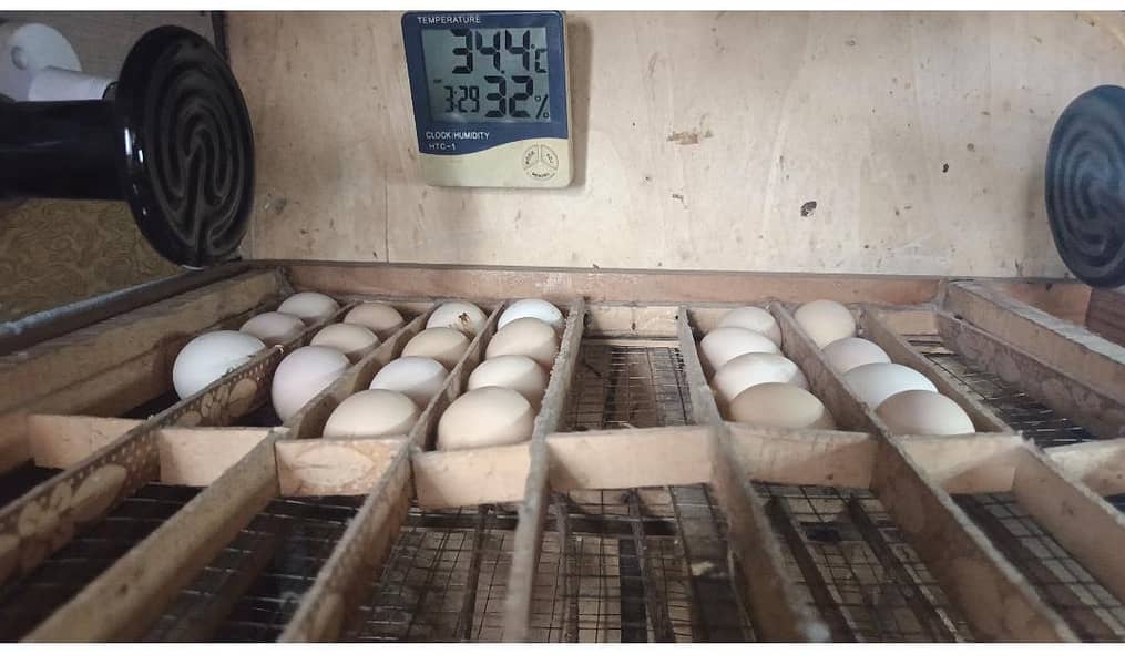 incubat eggs - Fertile Eggs - 1112596355