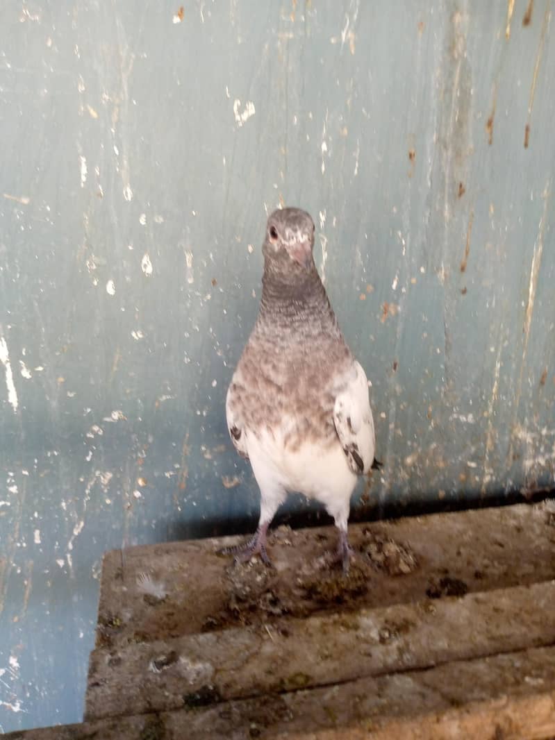 ferozpuri, kamager, indian amber sora - Pigeons - 1112674317