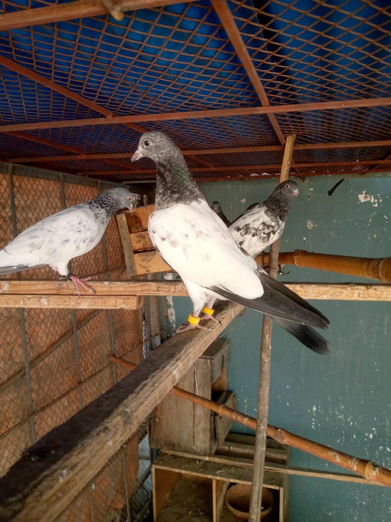 ferozpuri, kamager, indian amber sora - Pigeons - 1112674317