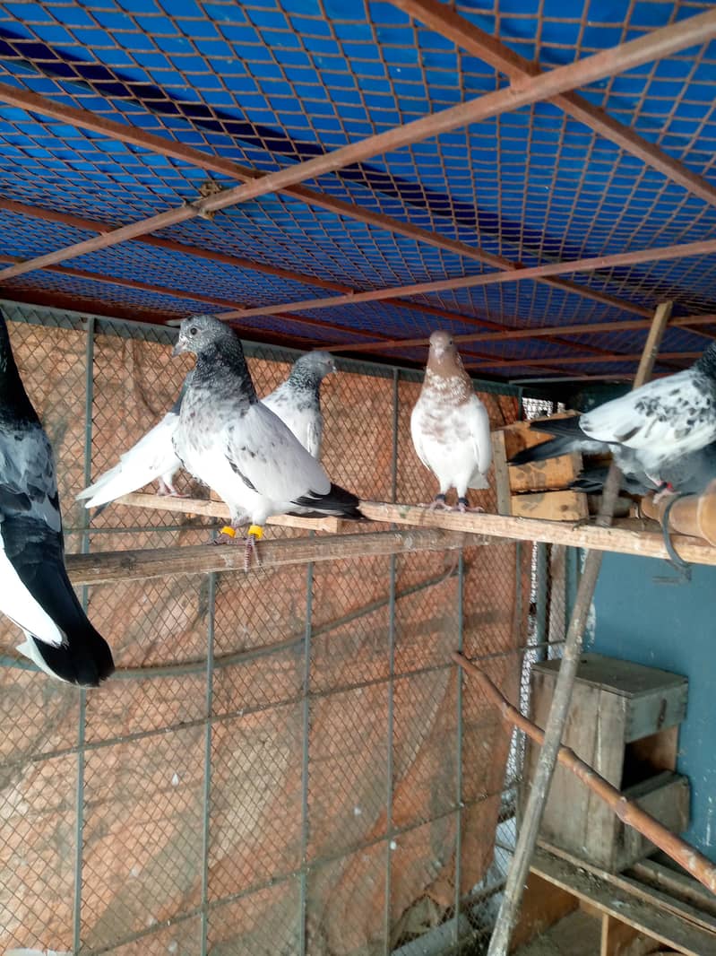 ferozpuri, kamager, indian amber sora - Pigeons - 1112674317