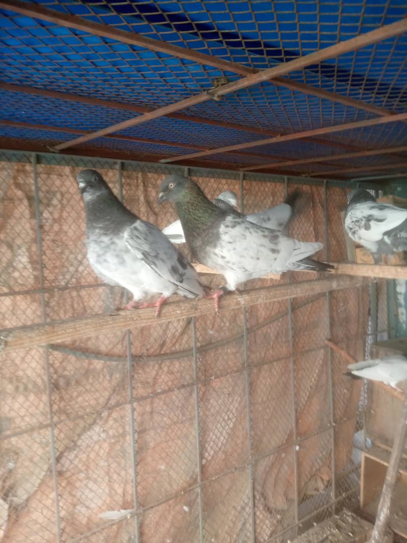 ferozpuri, kamager, indian amber sora - Pigeons - 1112674317