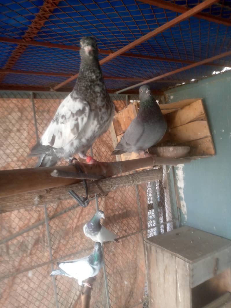 ferozpuri, kamager, indian amber sora - Pigeons - 1112674317