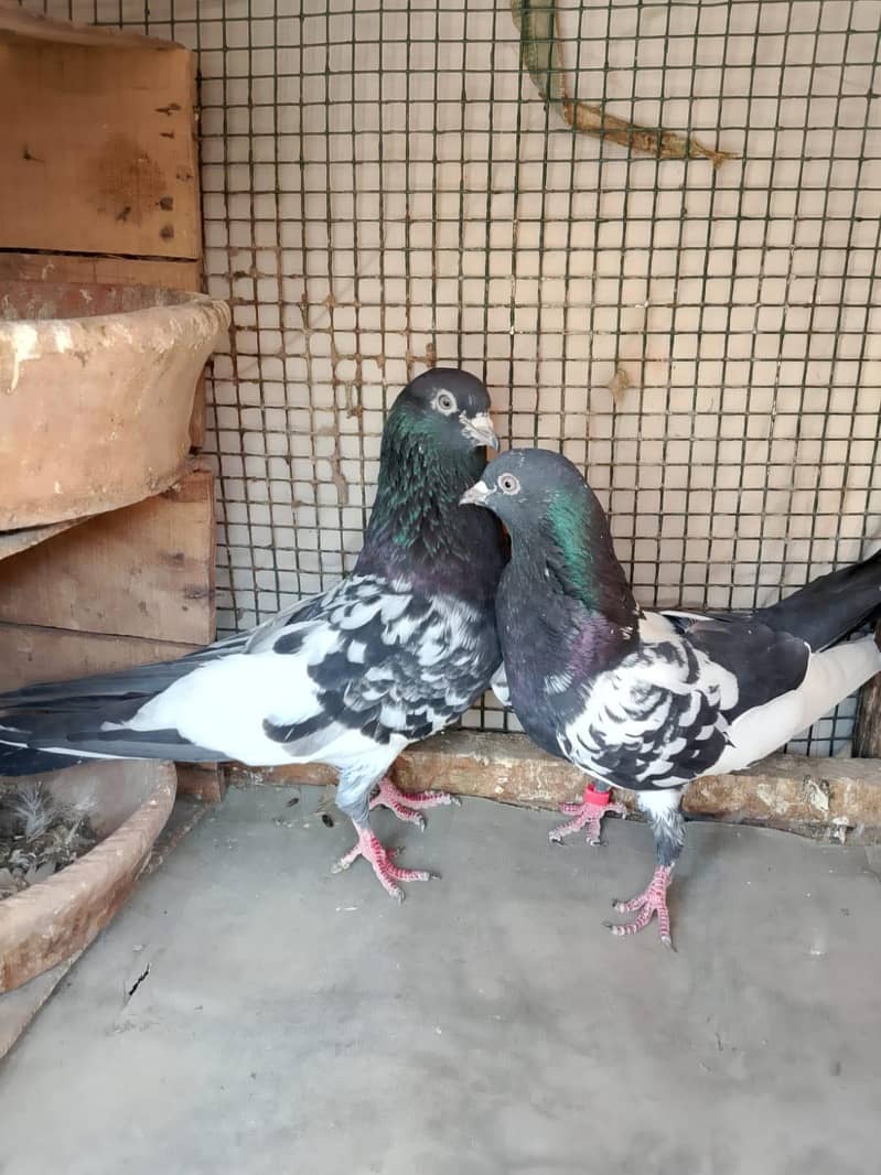 ferozpuri, kamager, indian amber sora - Pigeons - 1112674317