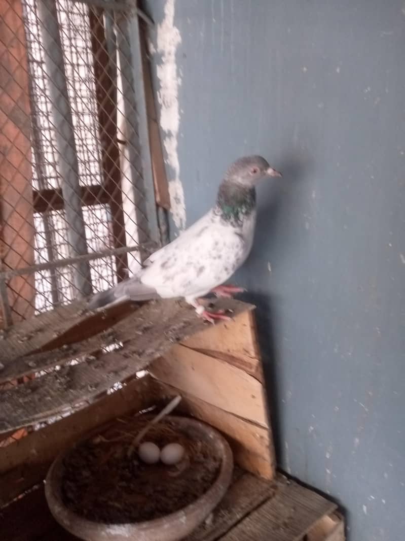 ferozpuri, kamager, indian amber sora - Pigeons - 1112674317