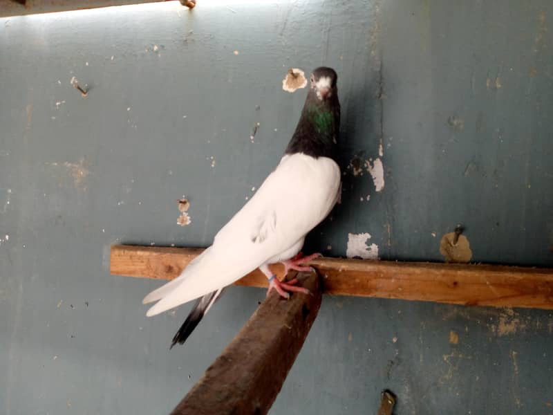 ferozpuri, kamager, indian amber sora - Pigeons - 1112674317