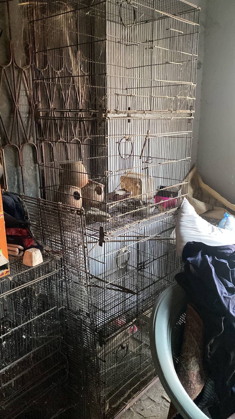Dark head pastal fawn split java and cages - Finches - 1109482820