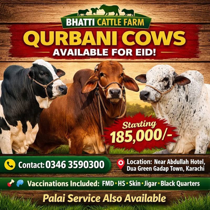 Bhatti Cattle Farm Qurbani Cows Available / Palai Also Available - Cows ...