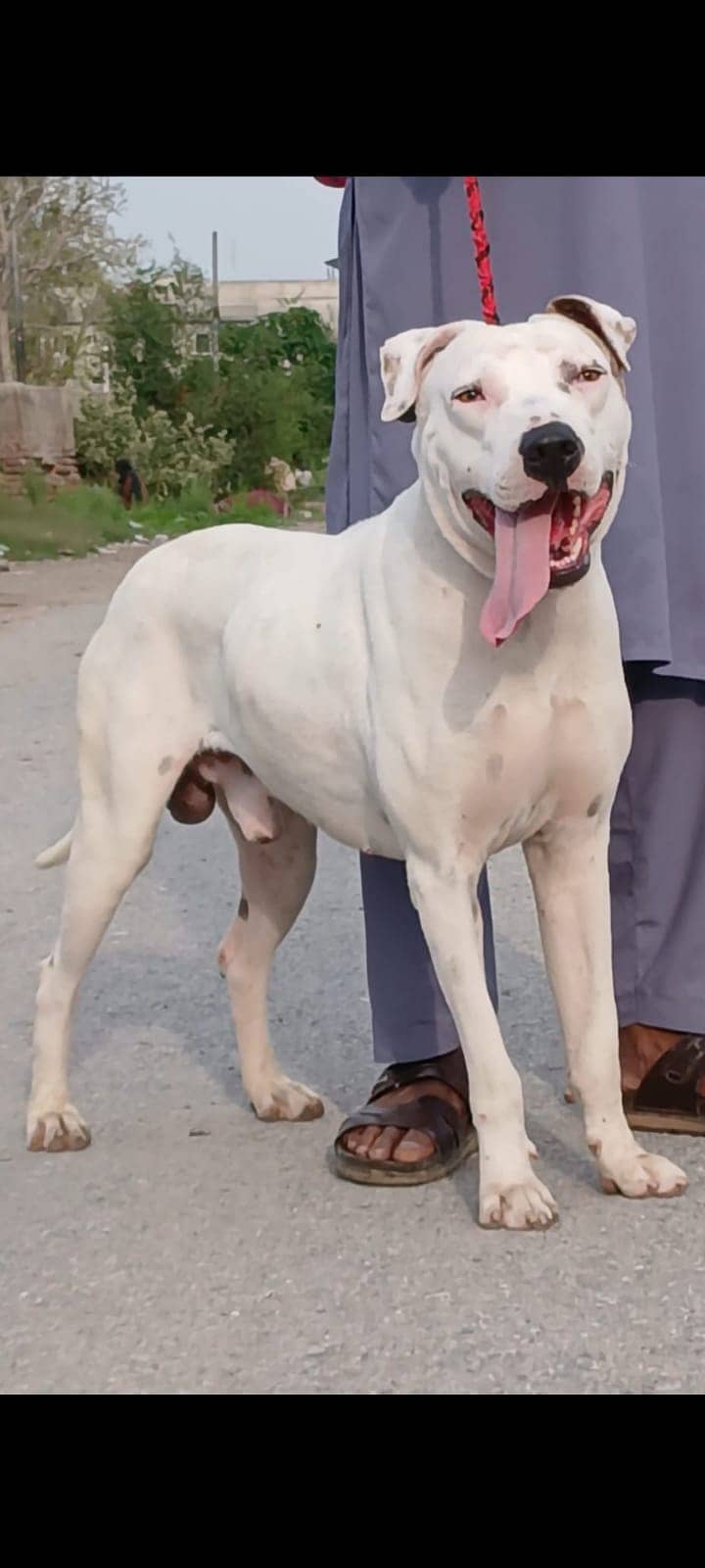 gultair male dog for sale - Dogs - 1113048451