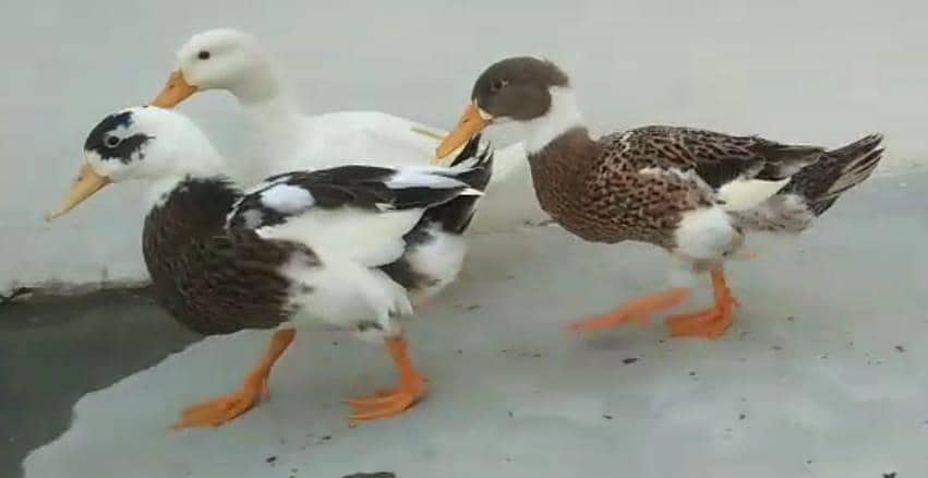 baby ducks - Ducks - 1113110754