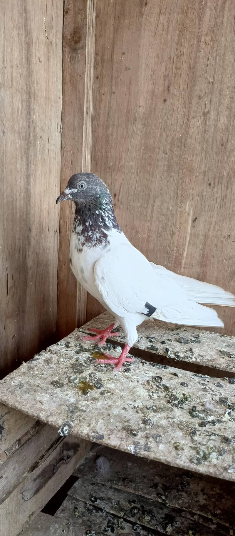Highflyer best quality pigeon - Pigeons - 1114042777