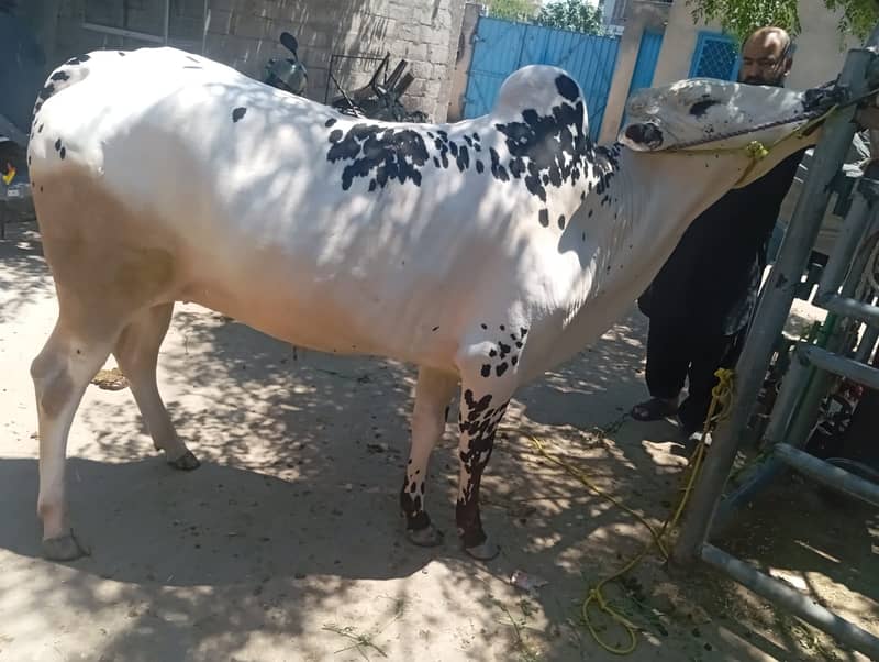 Fateh jangi bull / pure Bachra /donda /Qurbani 2026 /white bulls ...