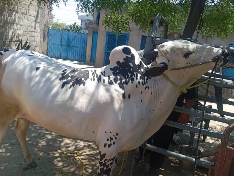 Fateh jangi bull / pure Bachra /donda /Qurbani 2026 /white bulls ...