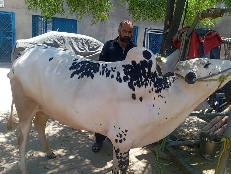 Fateh jangi bull / pure Bachra /donda /Qurbani 2026 /white bulls ...