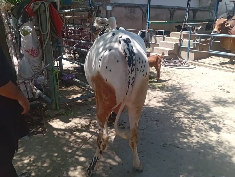 Fateh jangi bull / pure Bachra /donda /Qurbani 2026 /white bulls ...