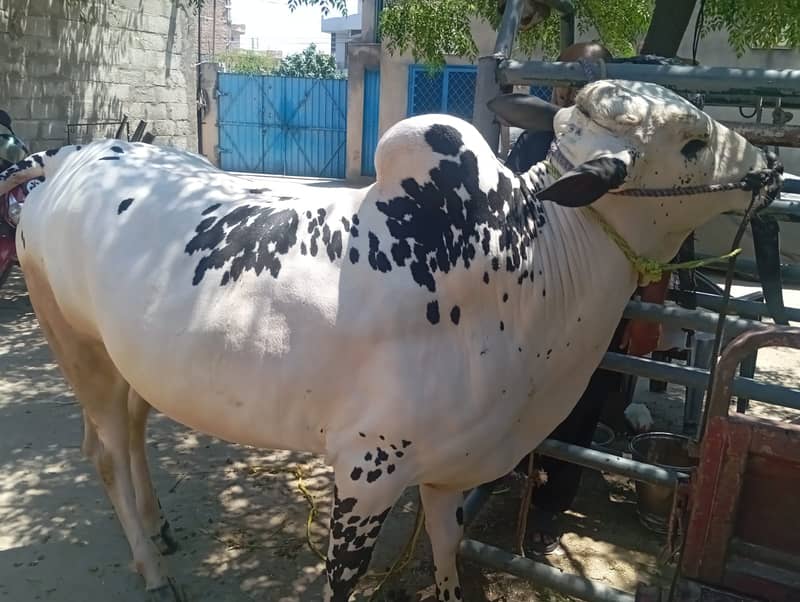 Fateh jangi bull / pure Bachra /donda /Qurbani 2026 /white bulls ...