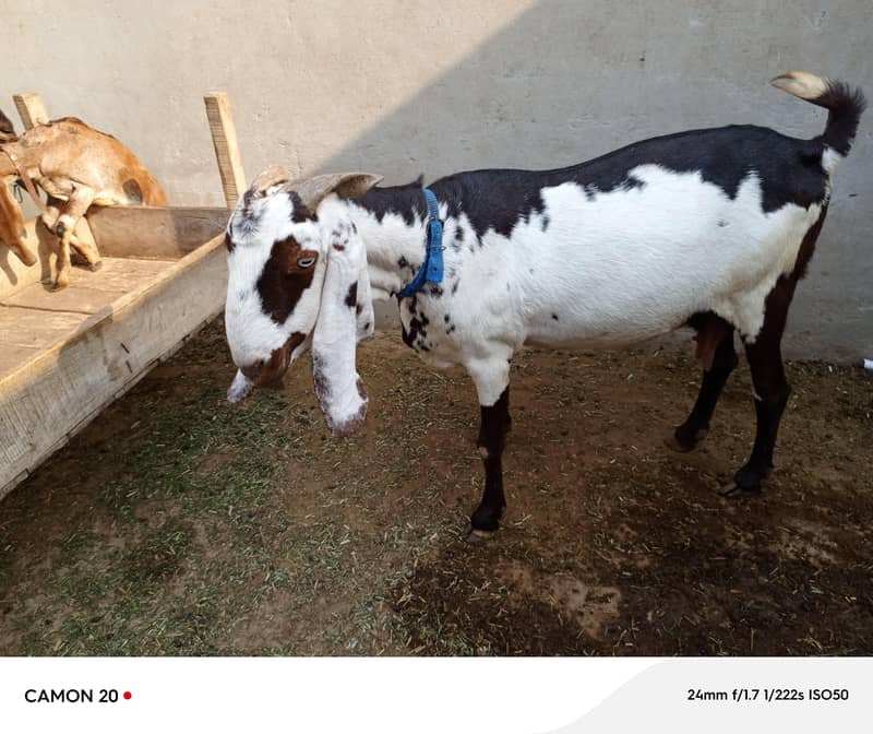 Sasti Qurbani 2026 - Goats - 1114228689