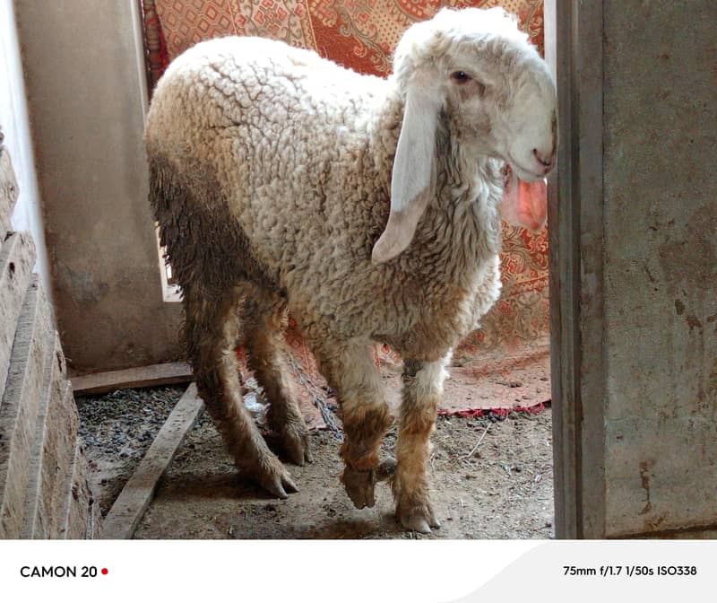 Sasti Qurbani 2026 - Goats - 1114228689