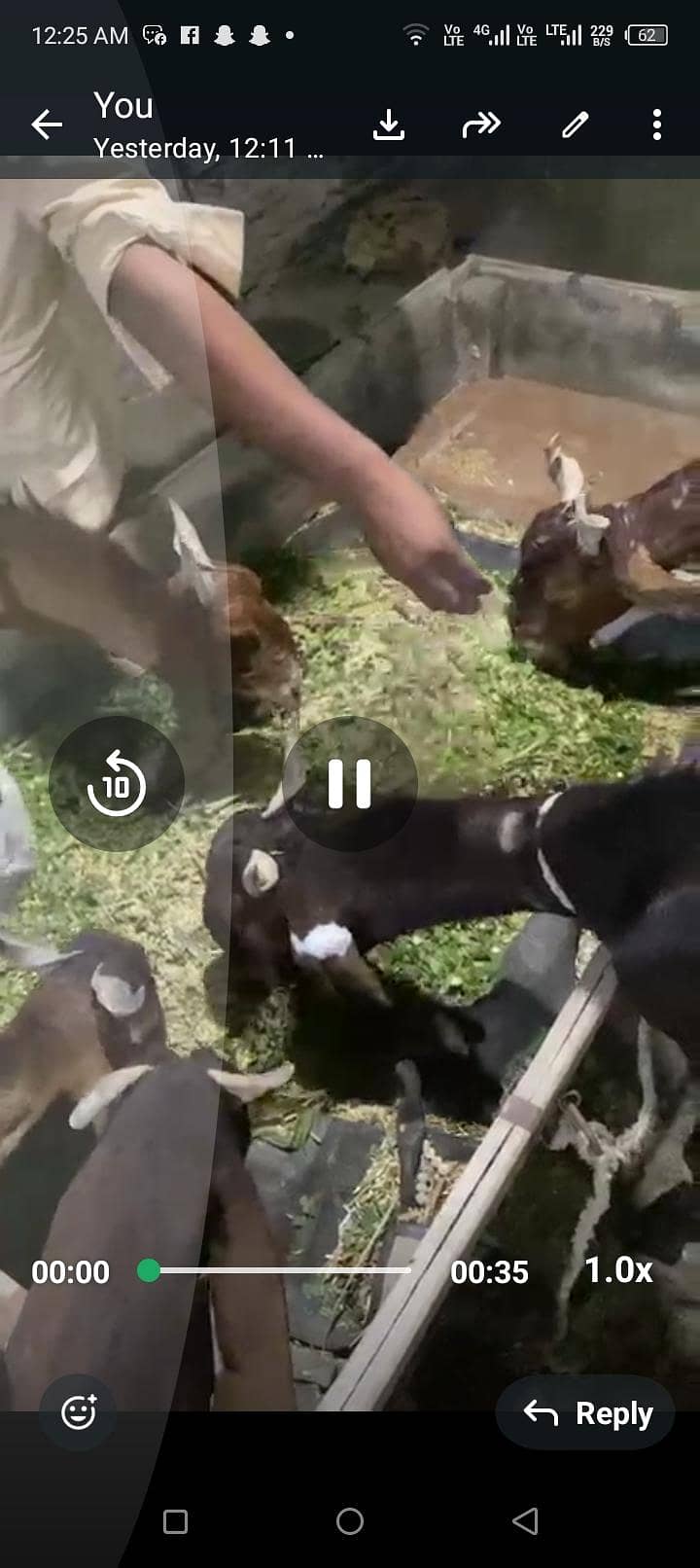 sale ma ha - Goats - 1114408634